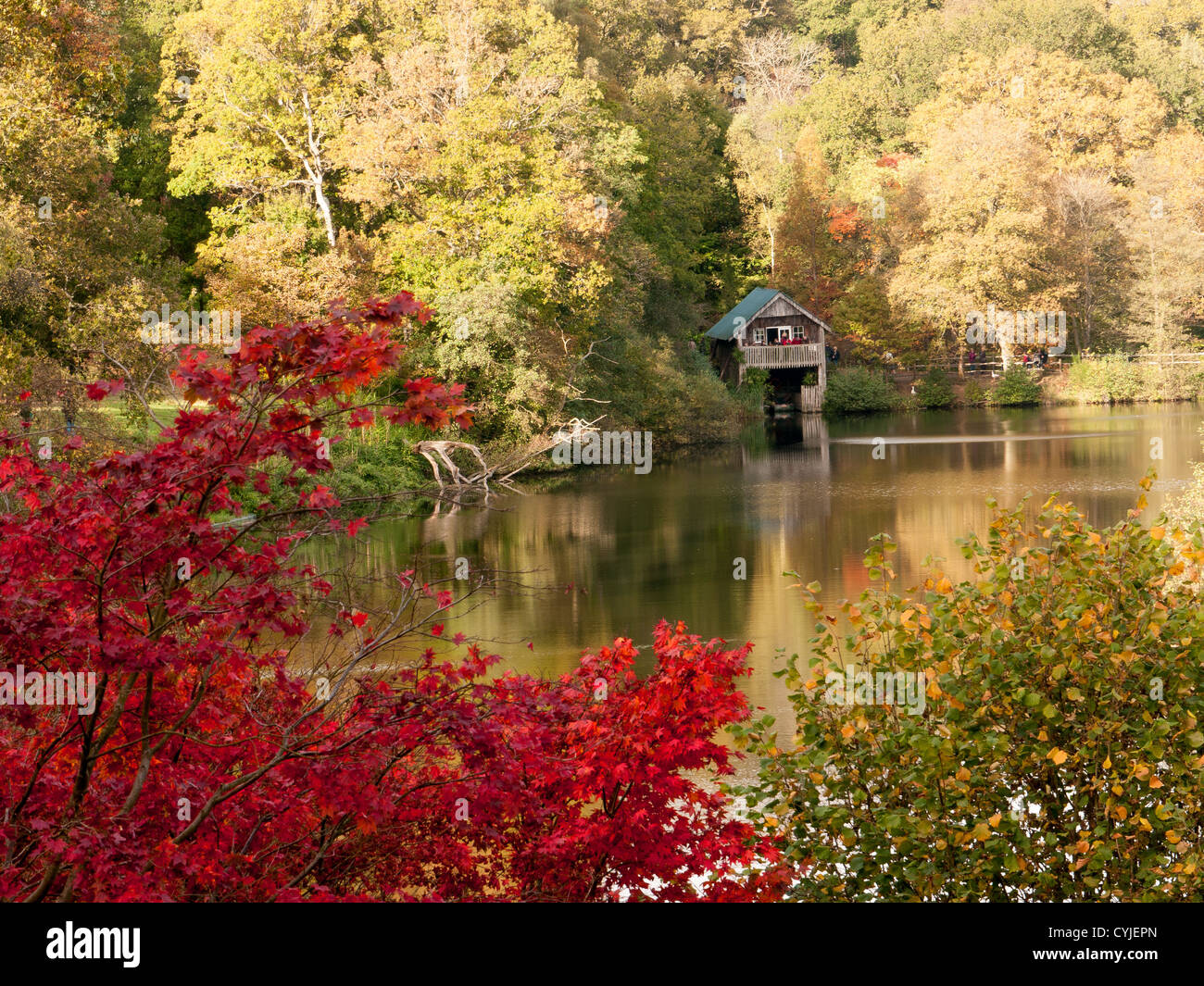 Acer trees, common name Maple, in full Autumn colour, around the lake ...