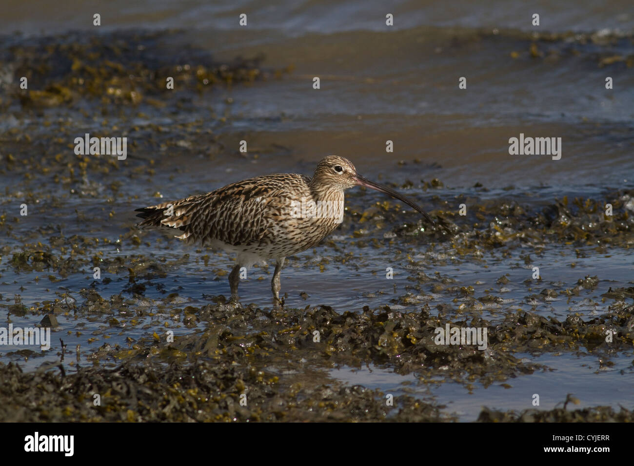 Curlew beak hi-res stock photography and images - Alamy