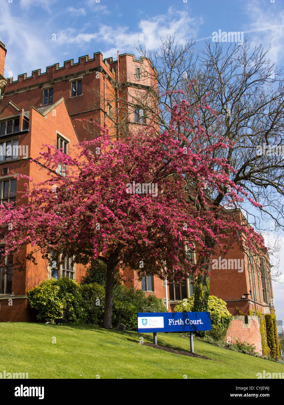 University of Sheffield buildings Firth Court with cherry blossom trees ...