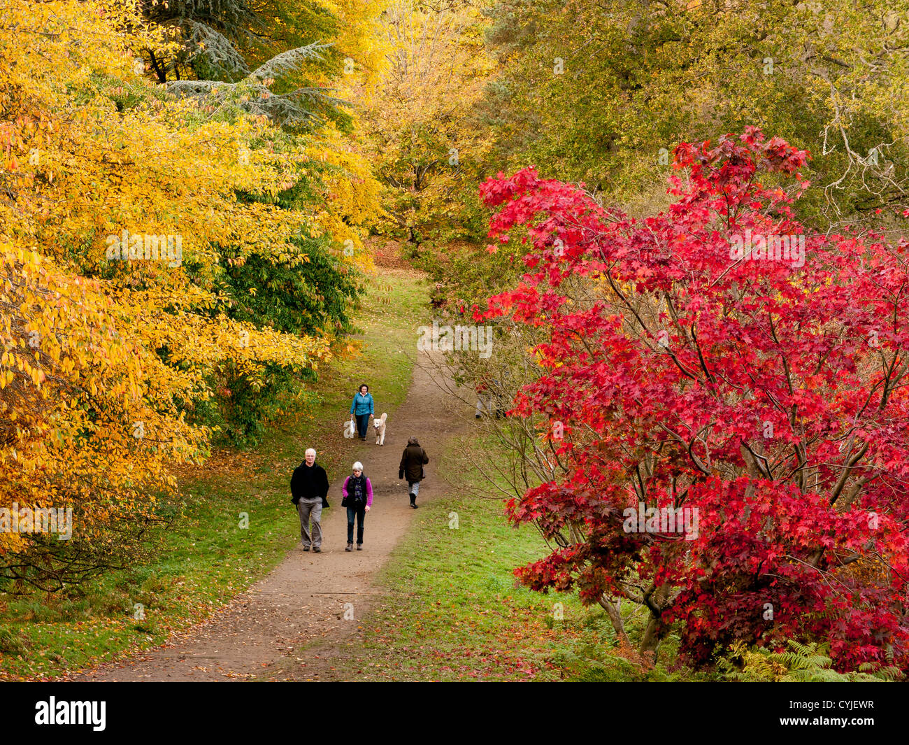 People walking among the Acer trees, common name Maple, in full Autumn ...