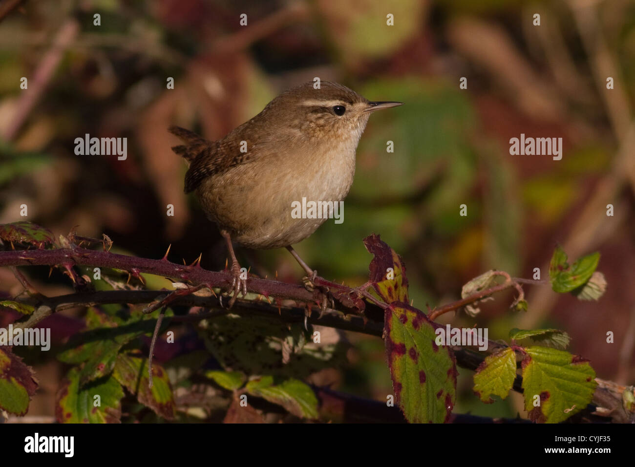 Tim wren hi-res stock photography and images - Alamy