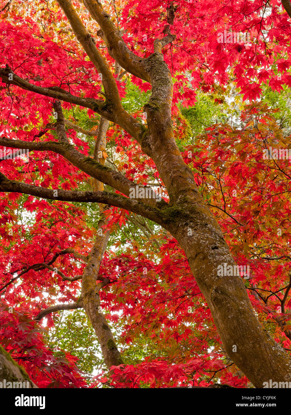 Acer leaves, common name Maple, in full Autumn colour in Winkworth ...