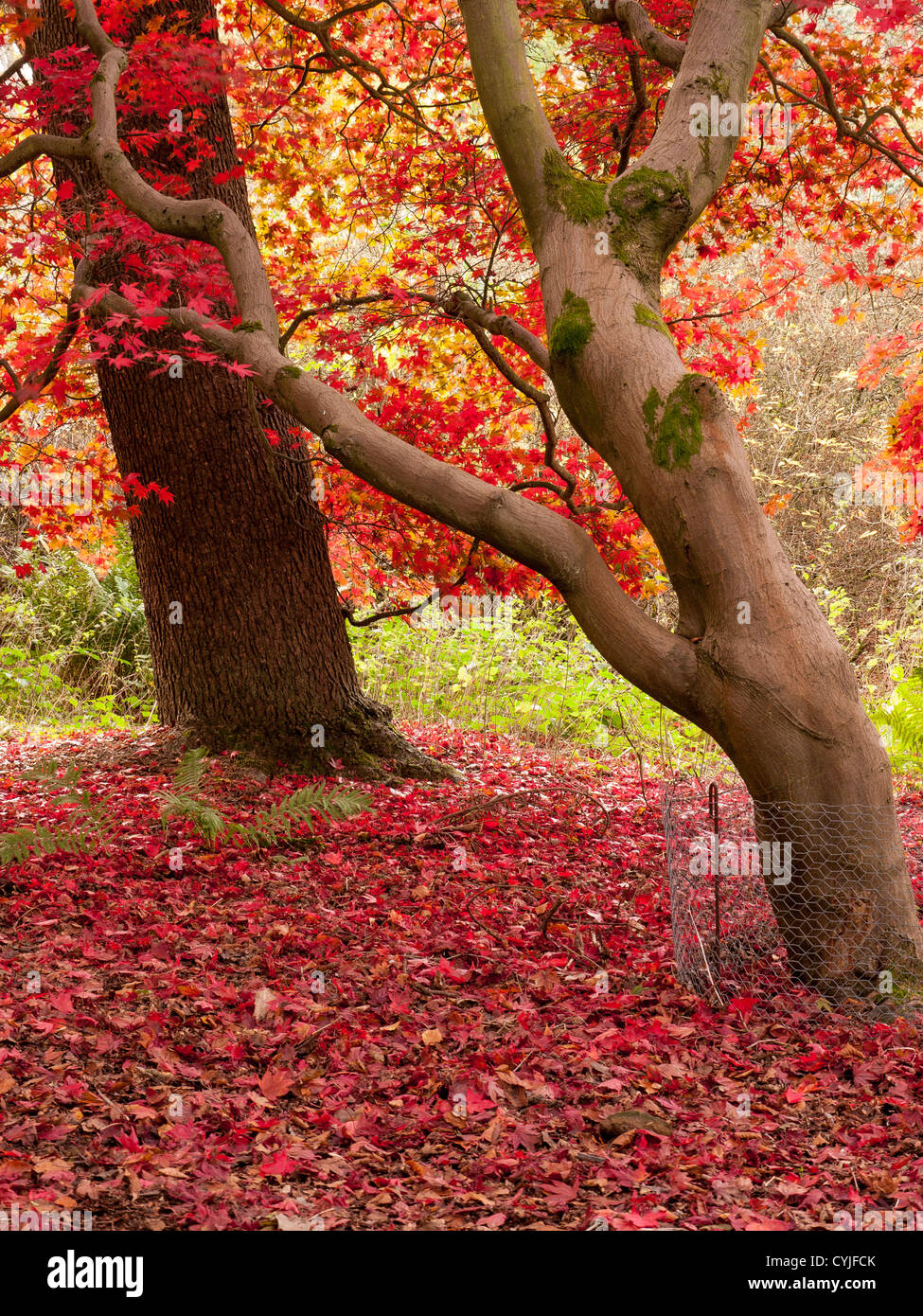 Acer trees and leaves, common name Maple, in full Autumn colour in ...