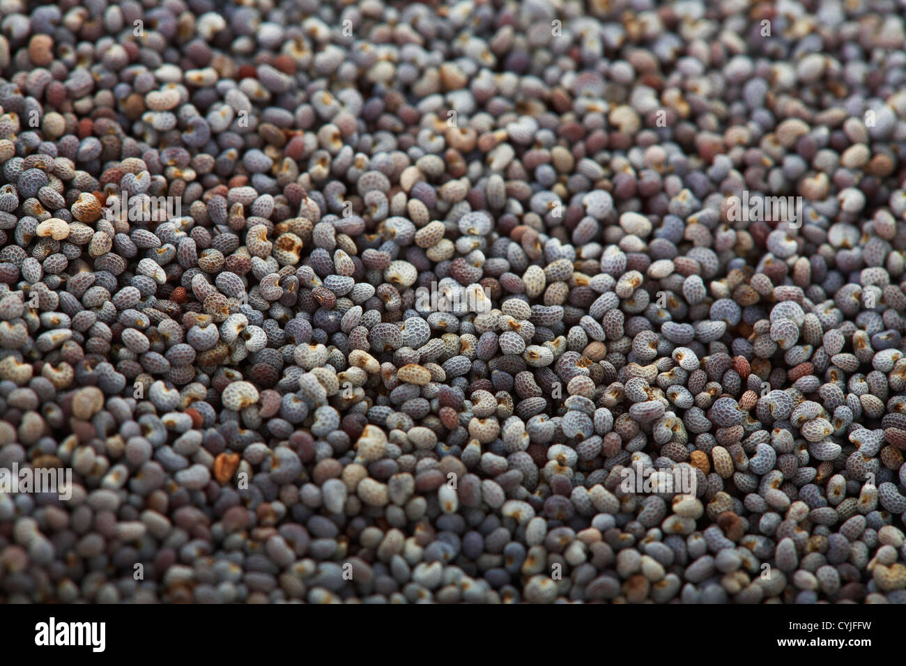Closeup of poppy seed background Stock Photo - Alamy