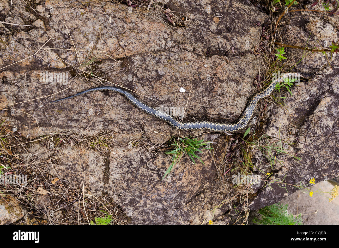 Snake skin on the rocks. Snakes usually change their skin completely ...