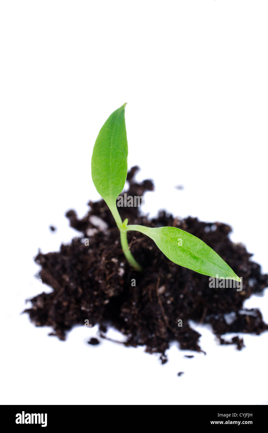 Small green sprout growing Cut Out Stock Images & Pictures - Alamy
