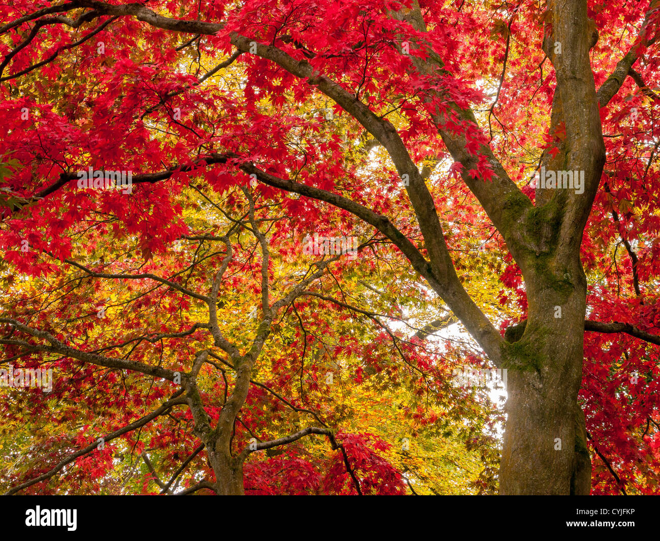 Acer trees and leaves, common name Maple, in full Autumn colour in ...
