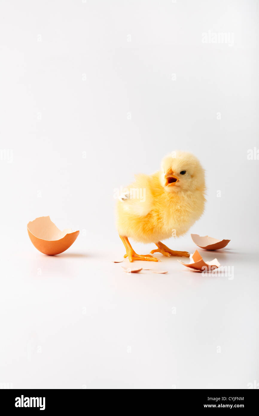 Just the born chicken on a white background Stock Photo - Alamy