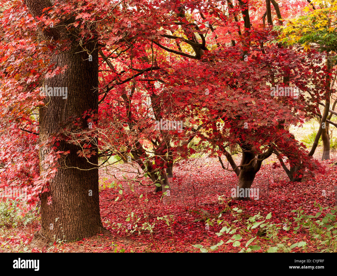 Acer trees and leaves, common name Maple, in full Autumn colour in ...