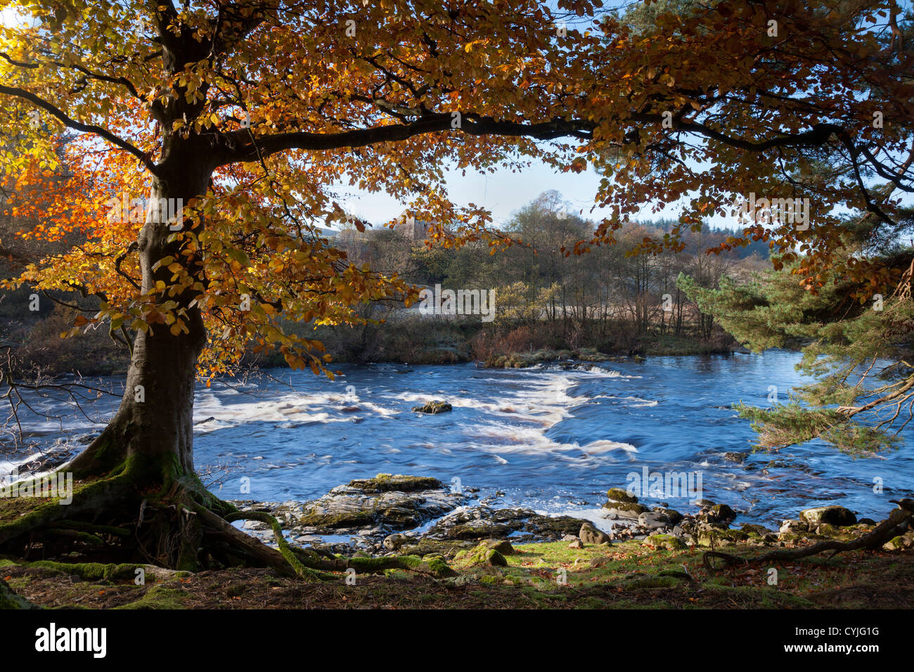 The River Tees Downstream of Wynch Bridge in Autumn, Bowlees Upper ...