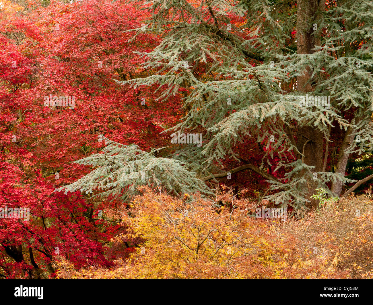 Acer trees and leaves, common name Maple, in full Autumn colour in ...