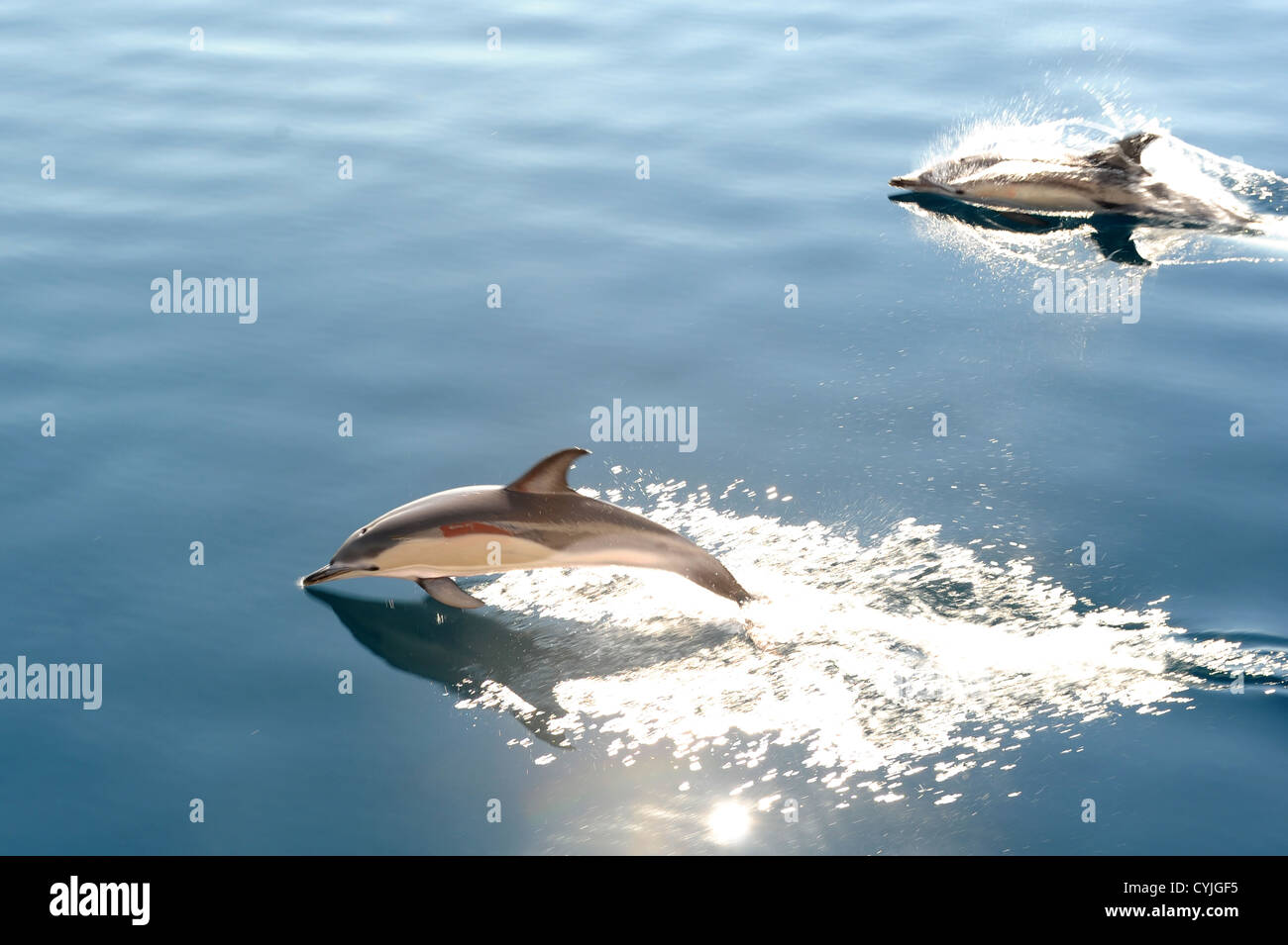 Common dolphins swim past the US Coast Guard tall sailing ship Barque ...
