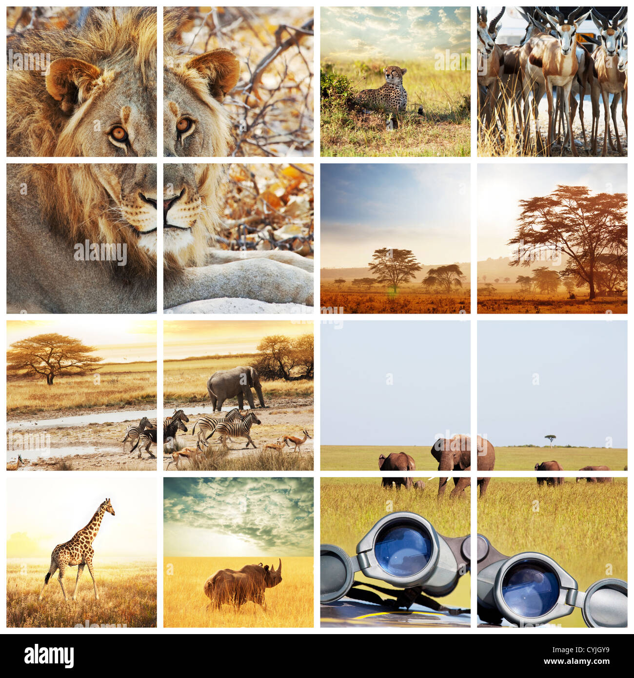 African desert collage hi-res stock photography and images - Alamy