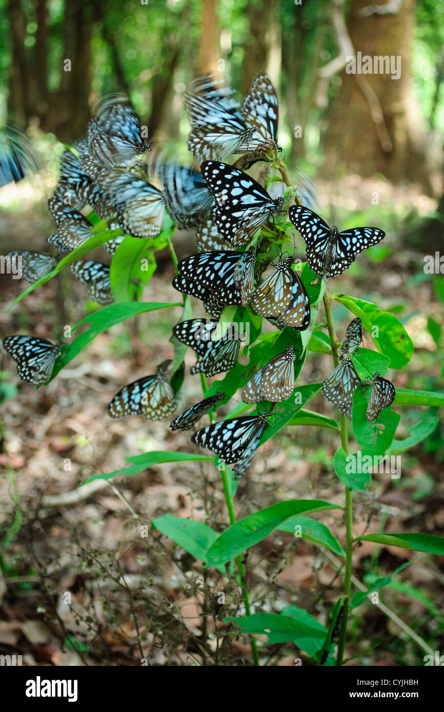 group of tiger butterflies in the forest Stock Photo - Alamy