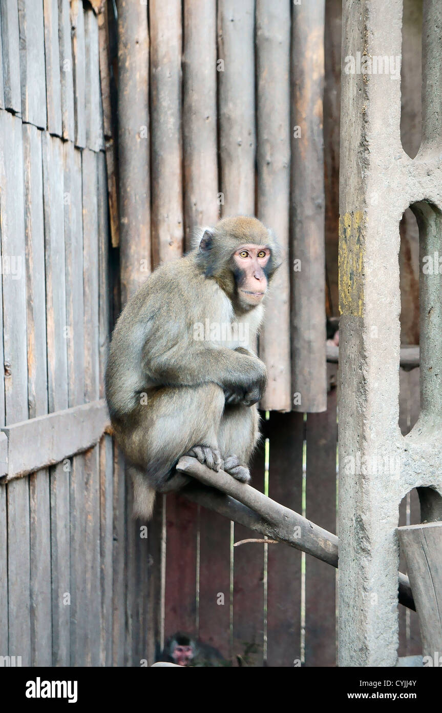 Japanese Macaque, Macaca fuscata, monkey Stock Photo - Alamy