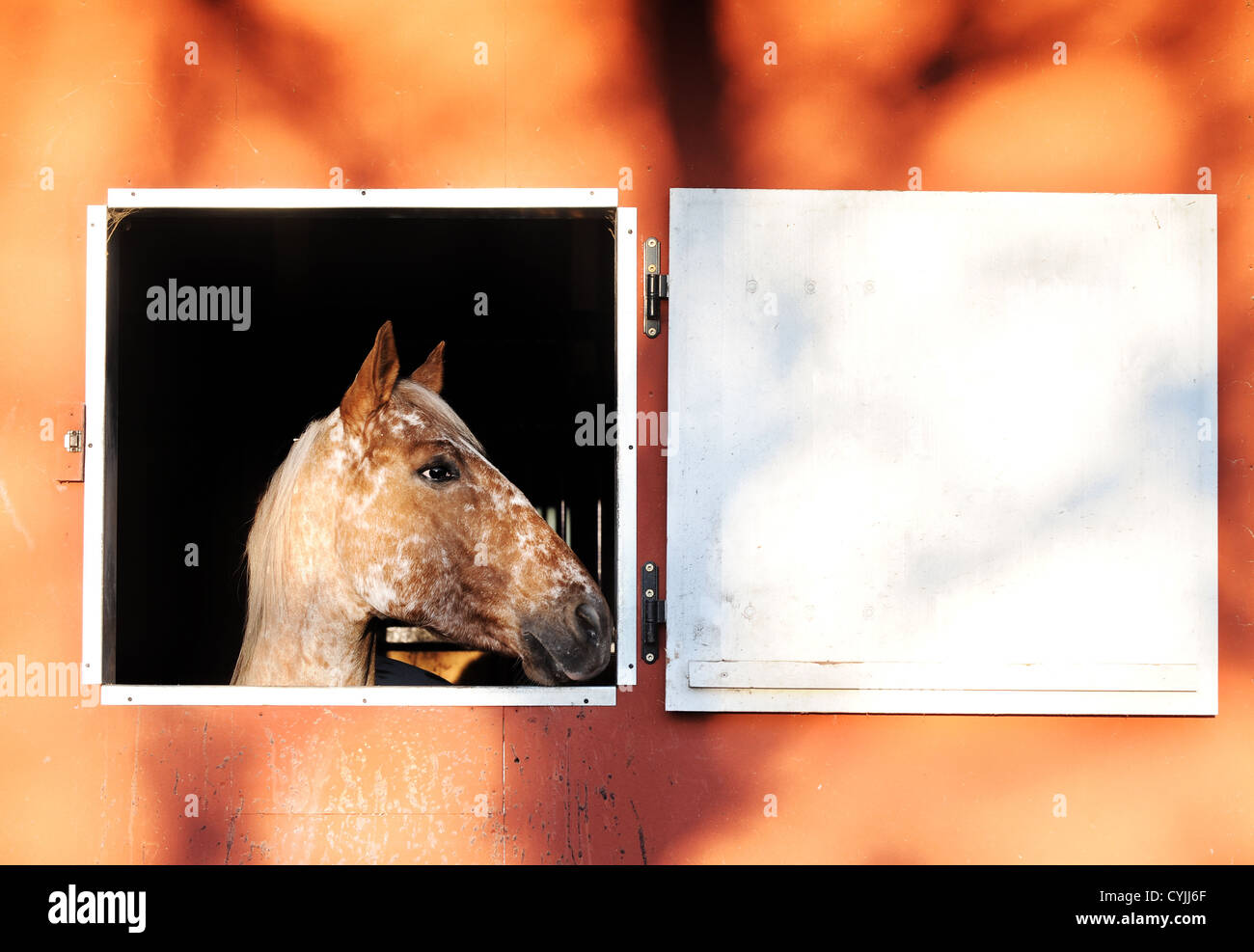 Horse looking through barn window hi-res stock photography and images ...