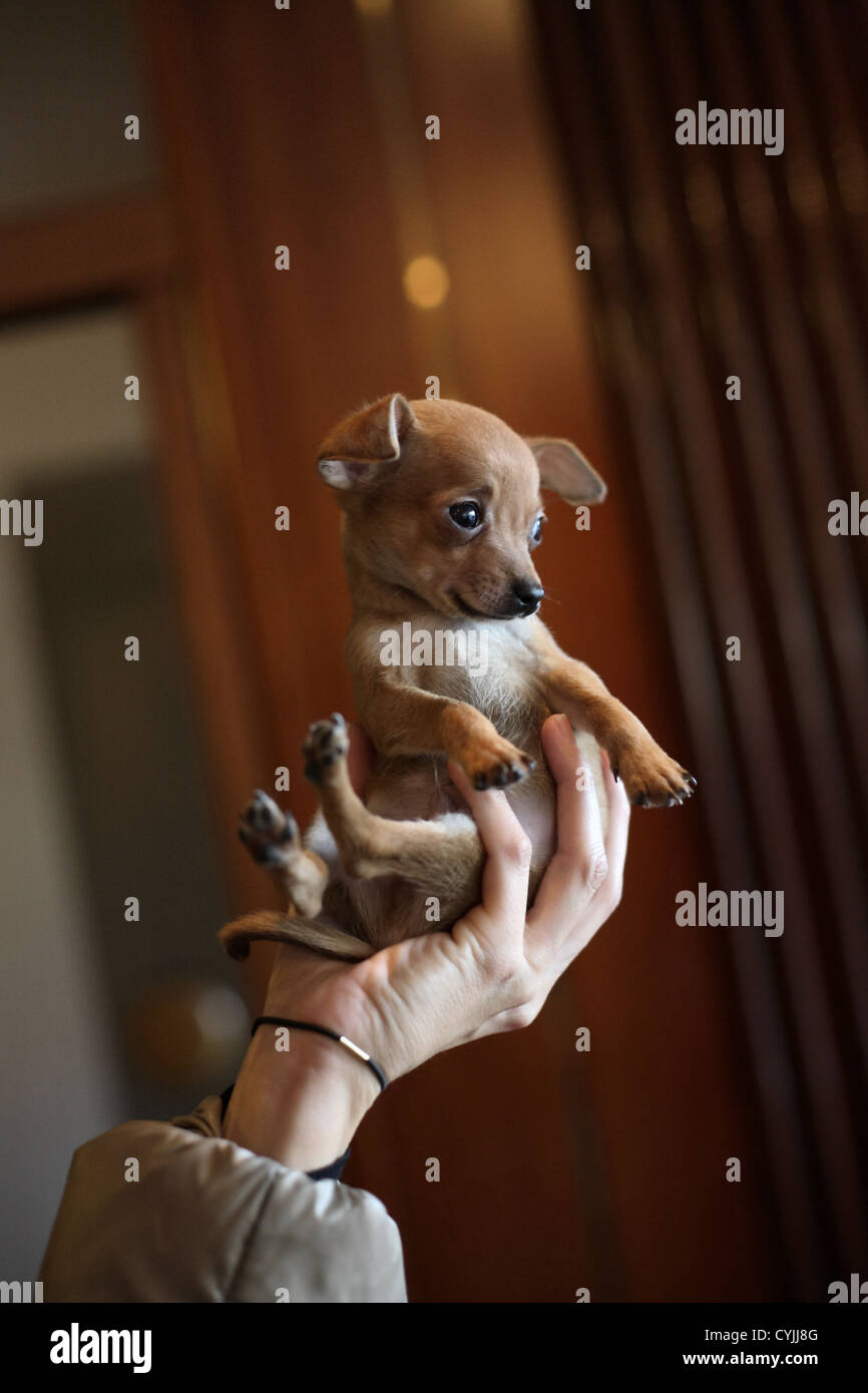 puppy dog in female hand Stock Photo - Alamy