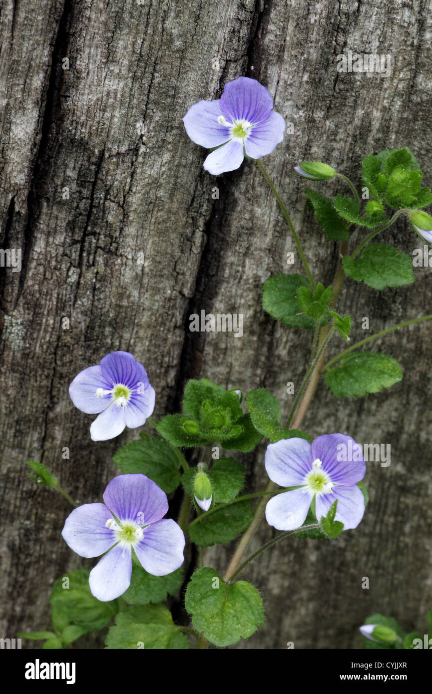 Slender speedwell veronica filiformis hi-res stock photography and ...