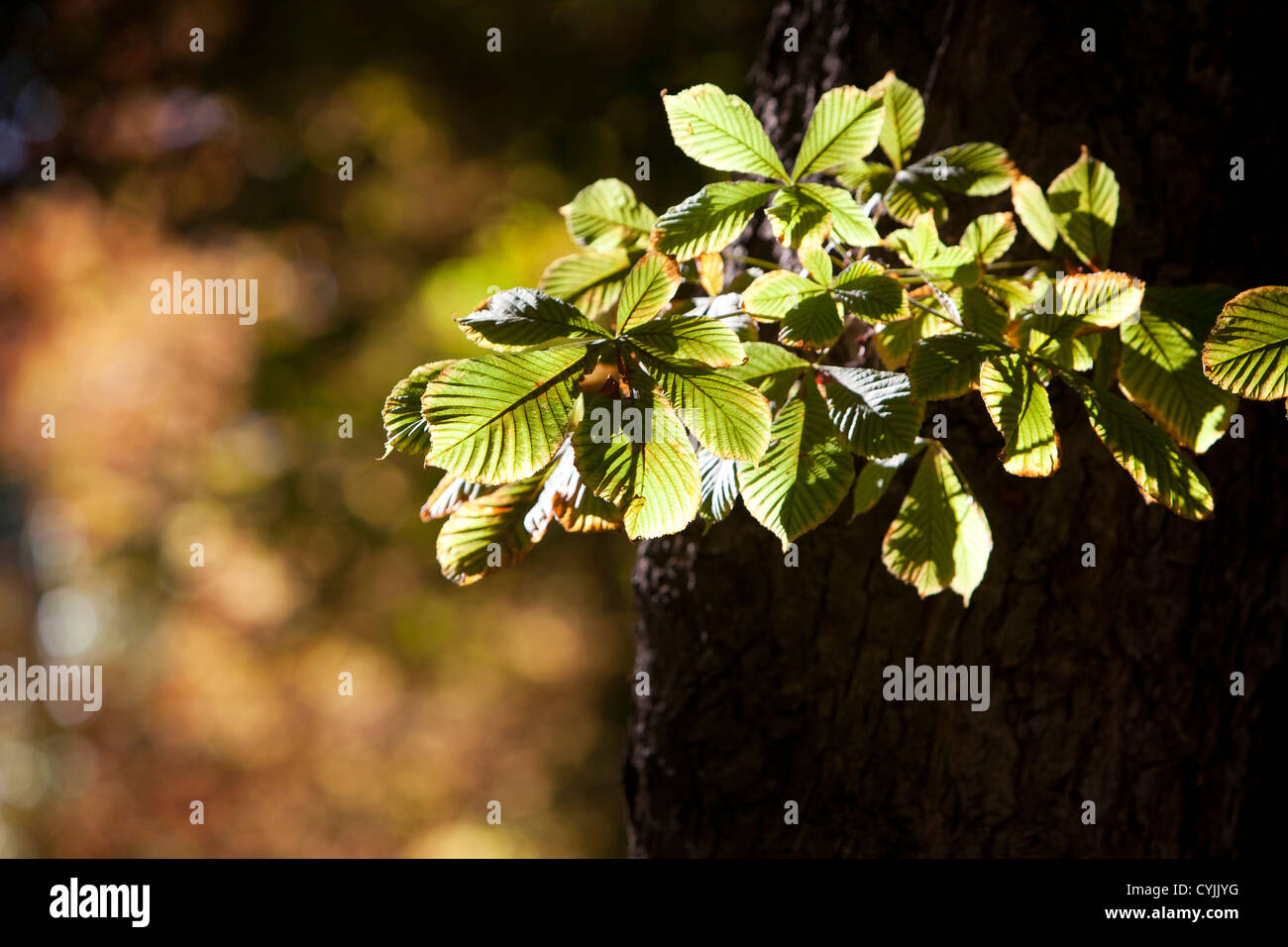 leaves, autumn, nature, tree, plant, forest, green, background,light ...