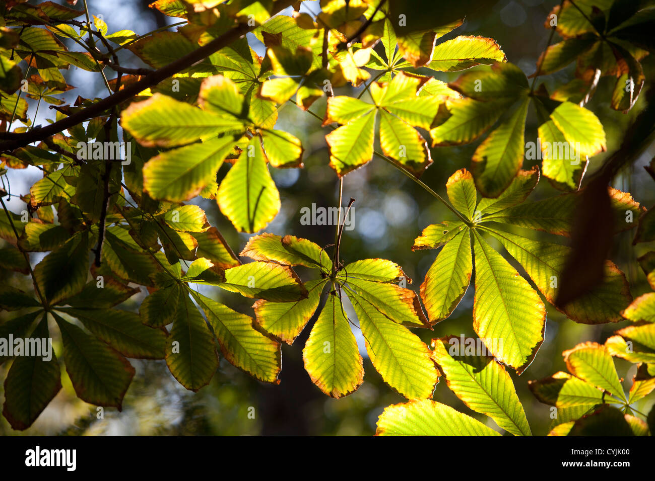 leaves, autumn, nature, tree, plant, forest, green, background,light ...