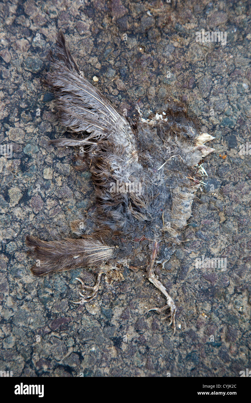 Squashed Bird High Resolution Stock Photography and Images - Alamy