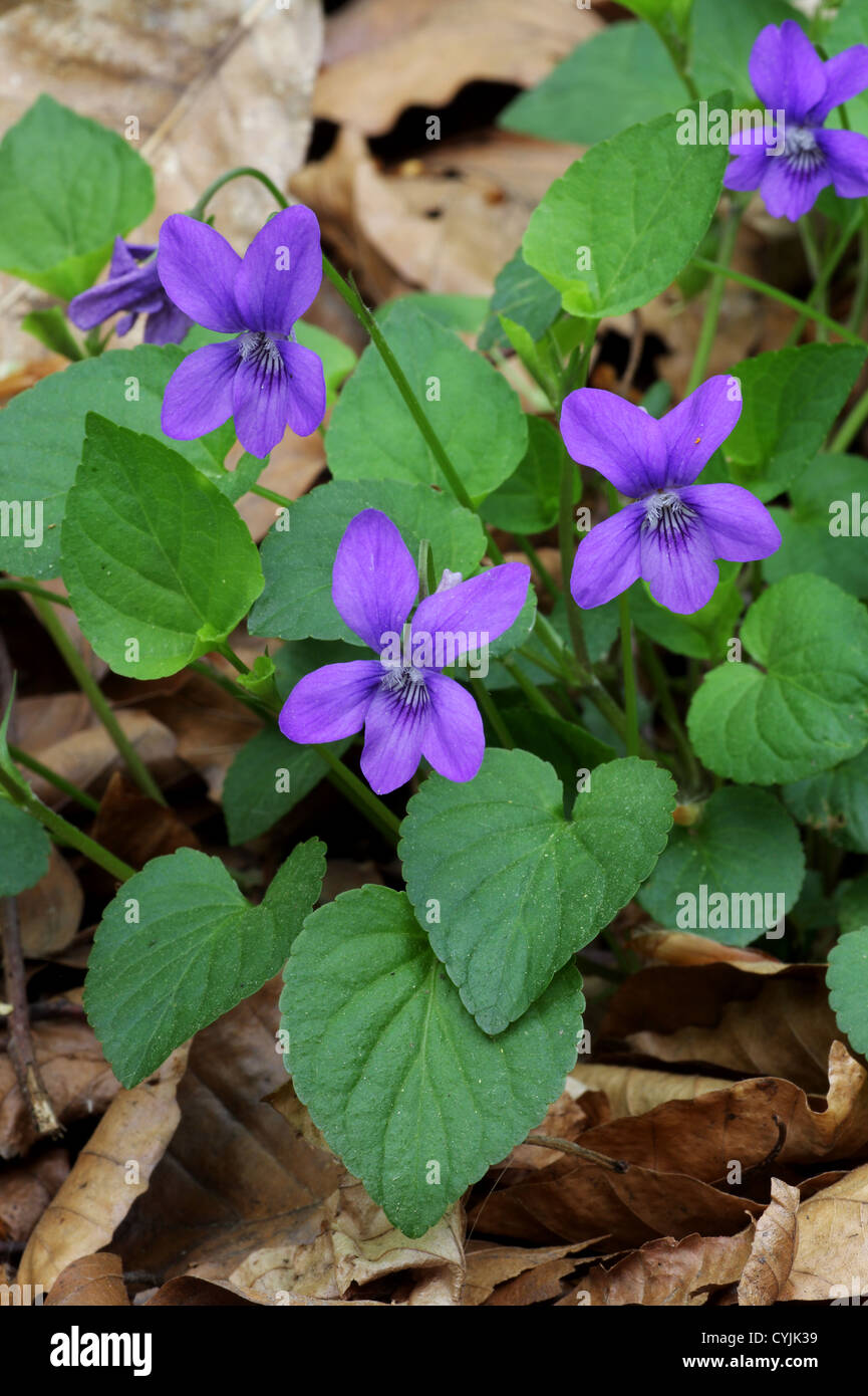 Common Dog Violet - Viola riviniana Stock Photo - Alamy