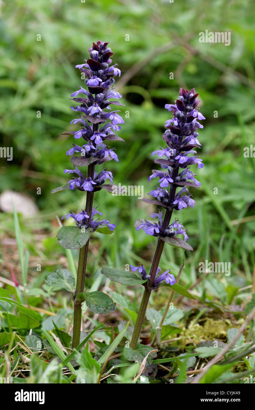 Upright bugle hi-res stock photography and images - Alamy
