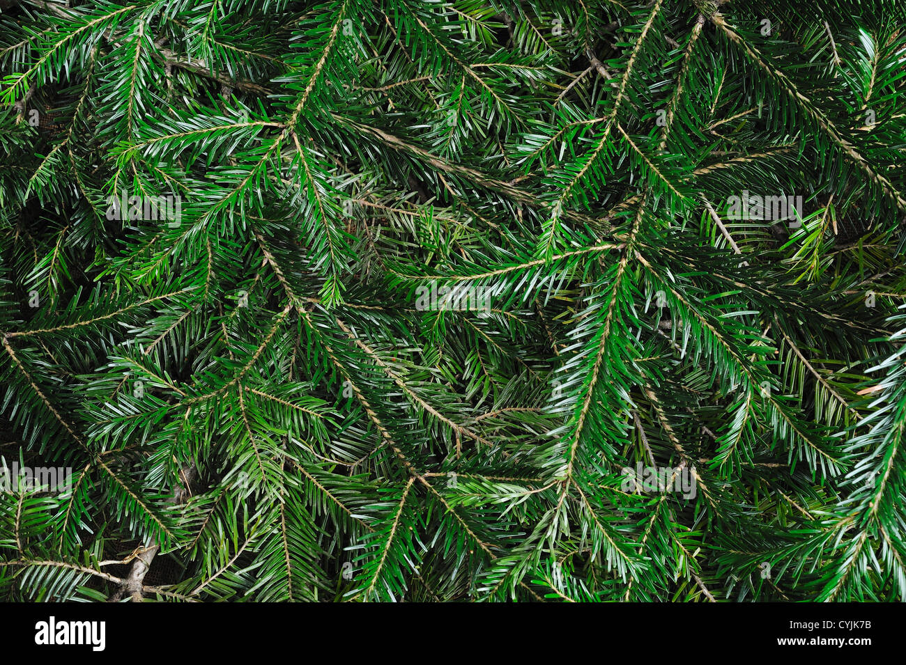 Background of spruce branches Stock Photo - Alamy