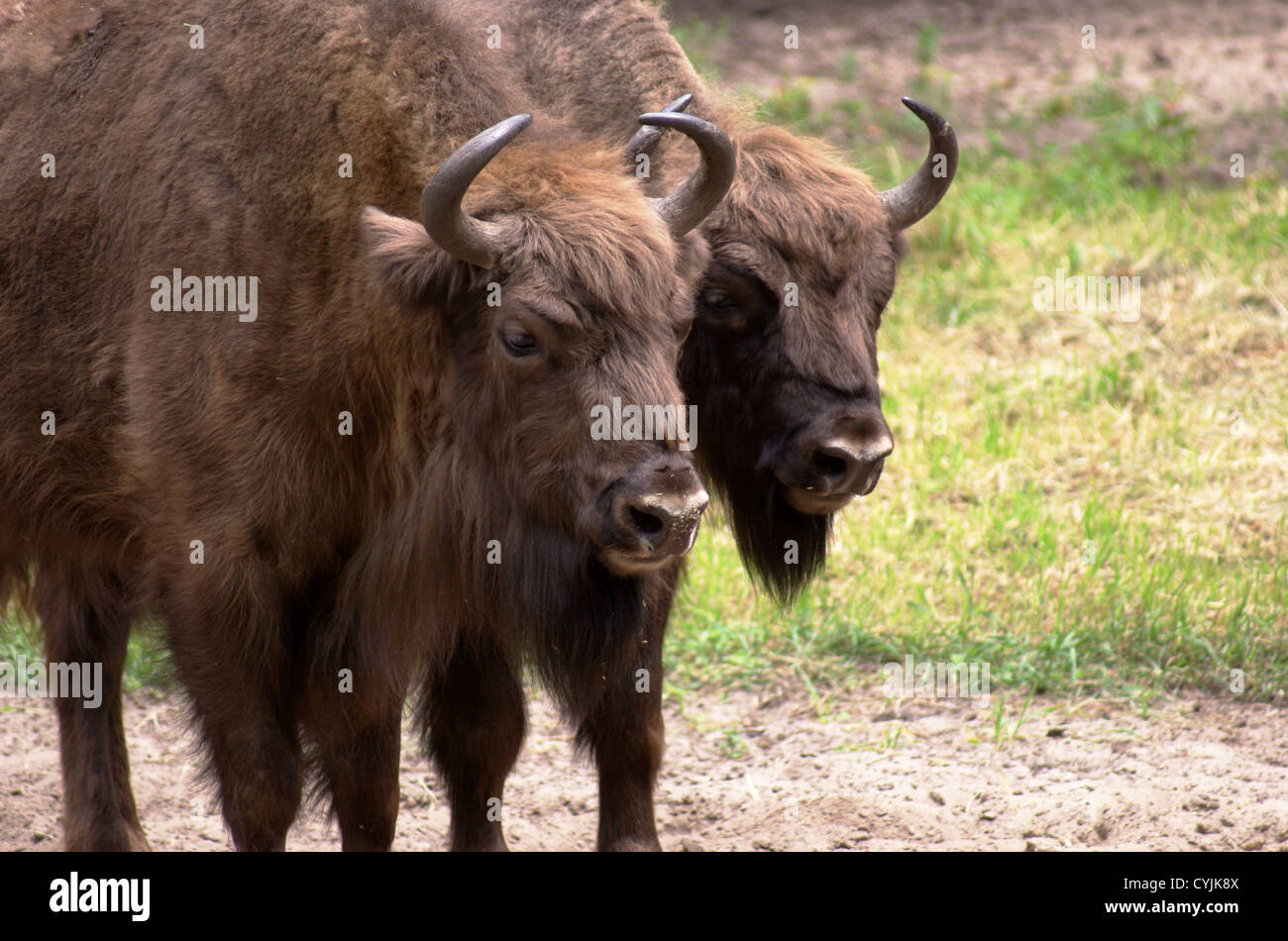 Wisent, European bison, Poland Stock Photo - Alamy