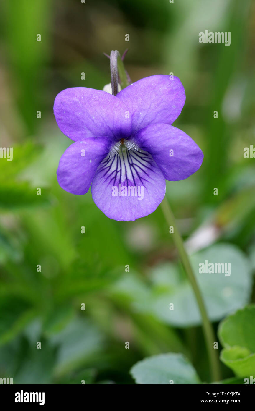 Common dog violet hi-res stock photography and images - Alamy