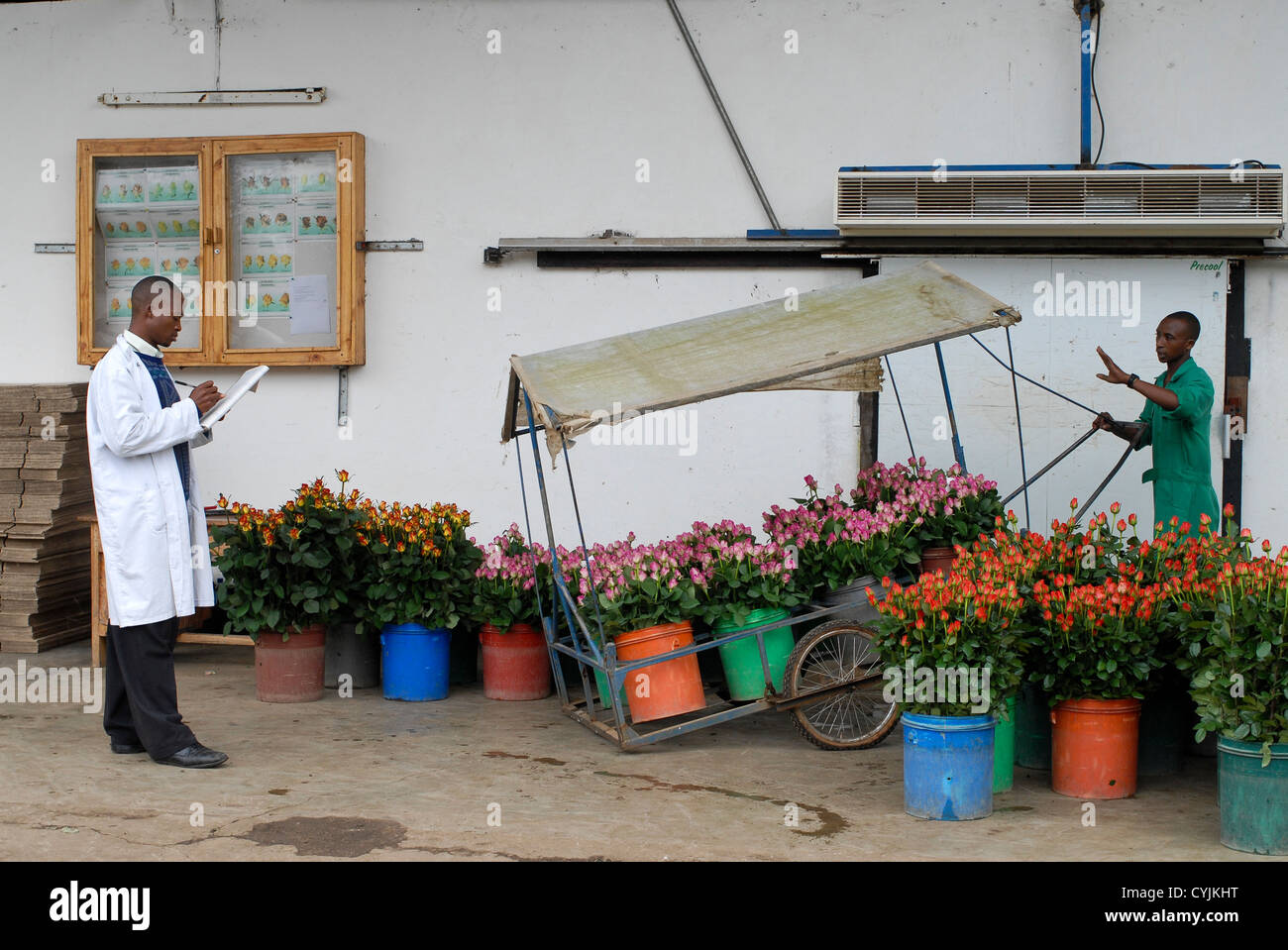 TANZANIA Arusha, rose flower cultivation in green house at fair trade ...
