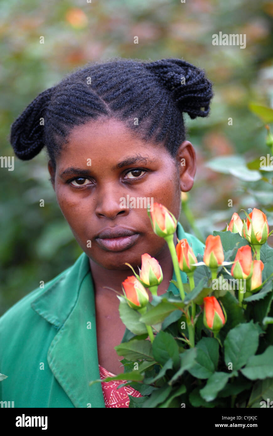TANZANIA Arusha, rose flower cultivation in green house at fair trade ...