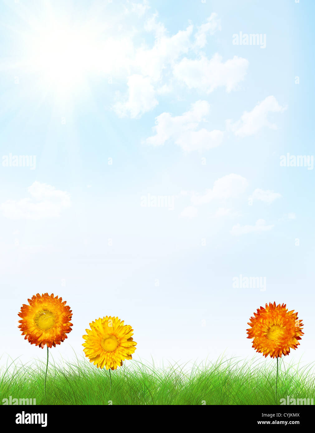 Letter frame made from flowers in grass. Vertical conceptual background ...