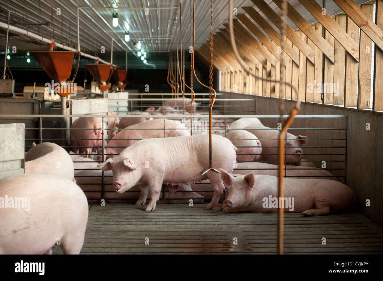 Breeding Sows High Resolution Stock Photography and Images - Alamy