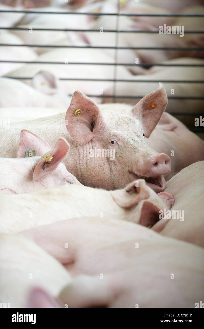 Breeding sows and pigs at hog farm in Maryland Stock Photo - Alamy