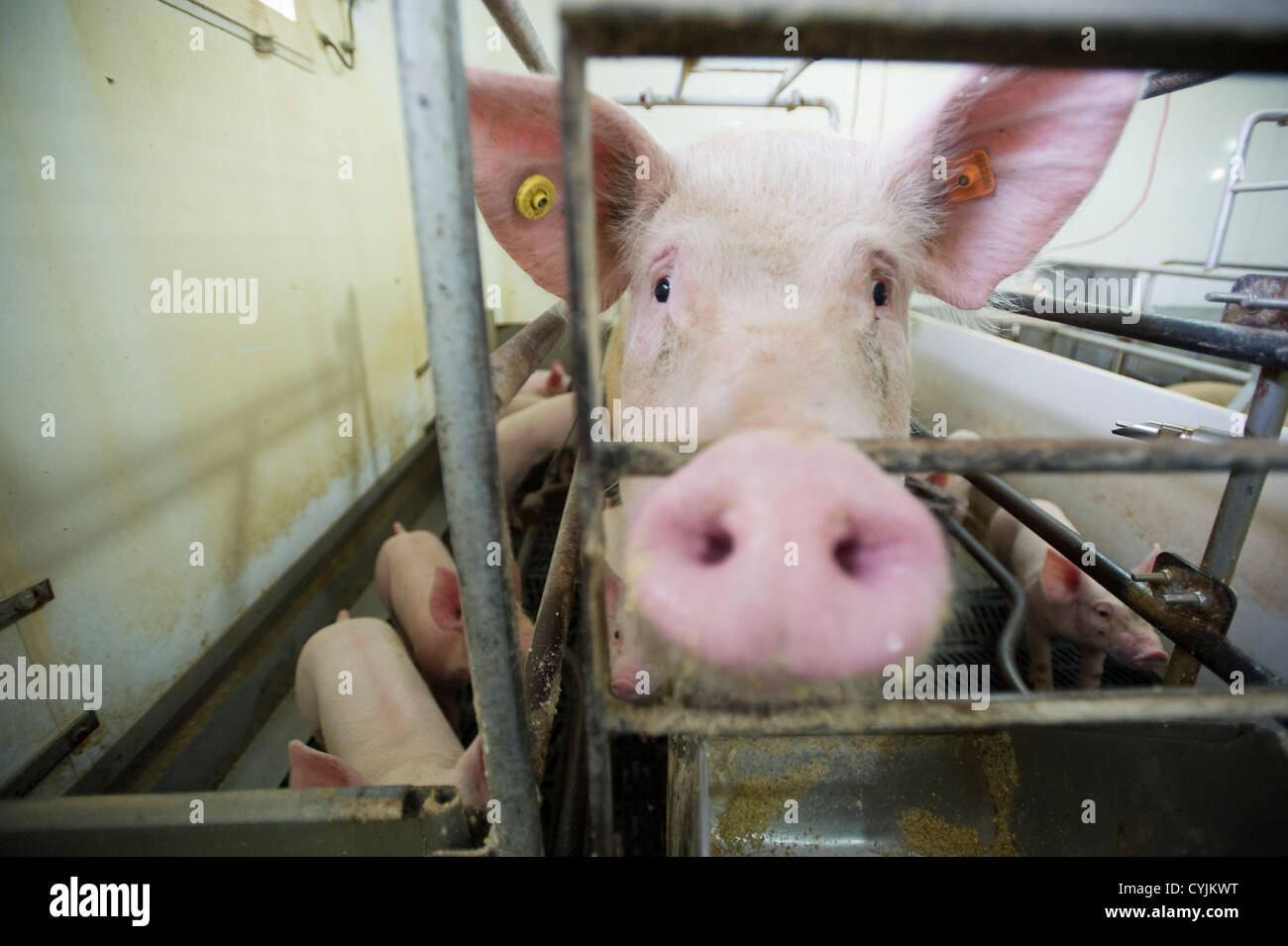 Breeding sows and pigs at hog farm in Maryland Stock Photo - Alamy
