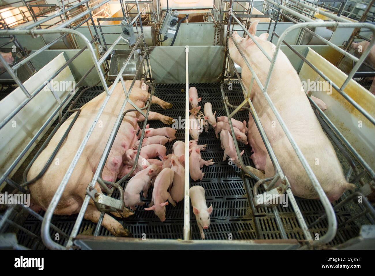 Breeding sows and pigs at hog farm in Maryland Stock Photo - Alamy