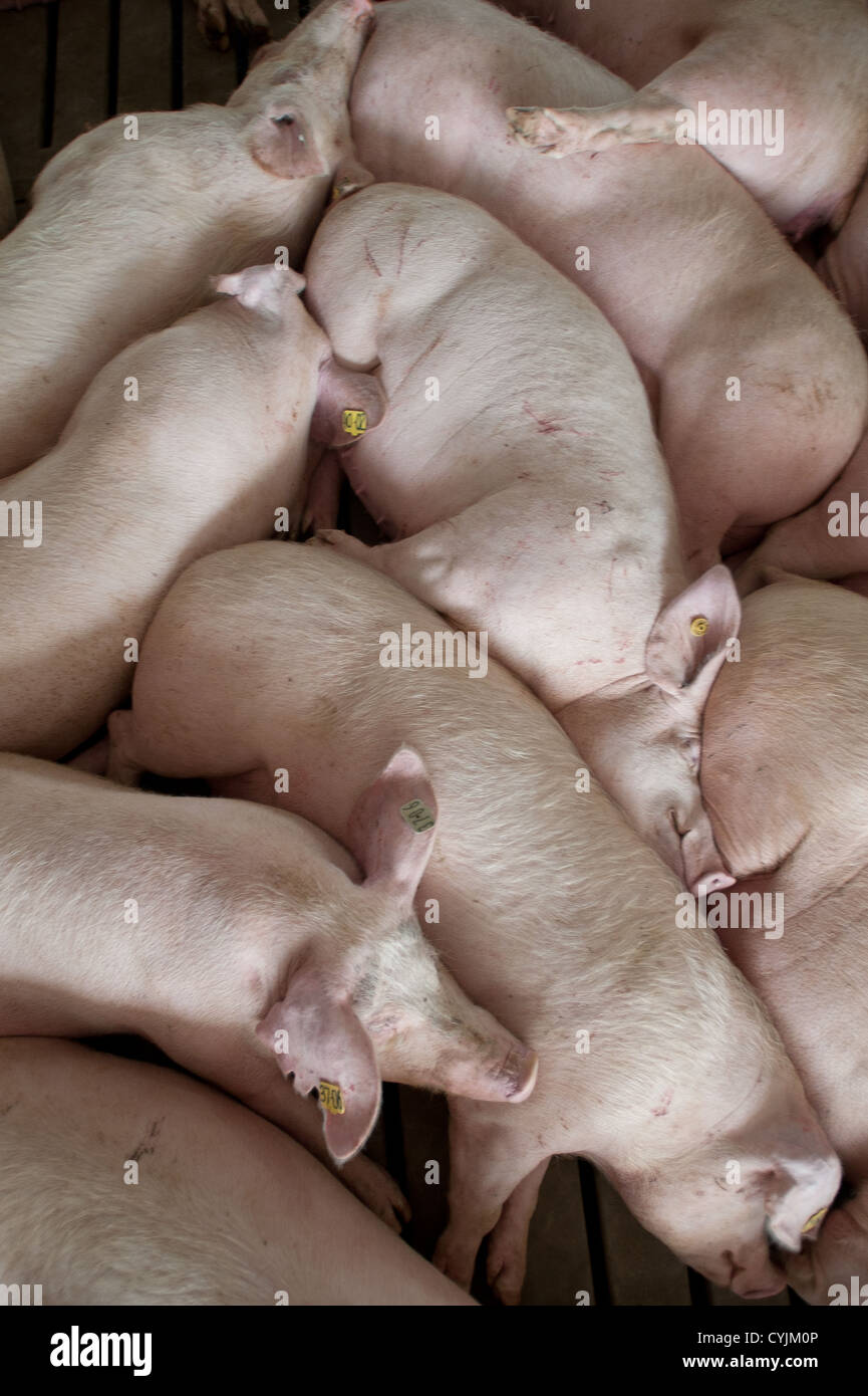 Breeding sows and pigs at hog farm in Maryland Stock Photo - Alamy