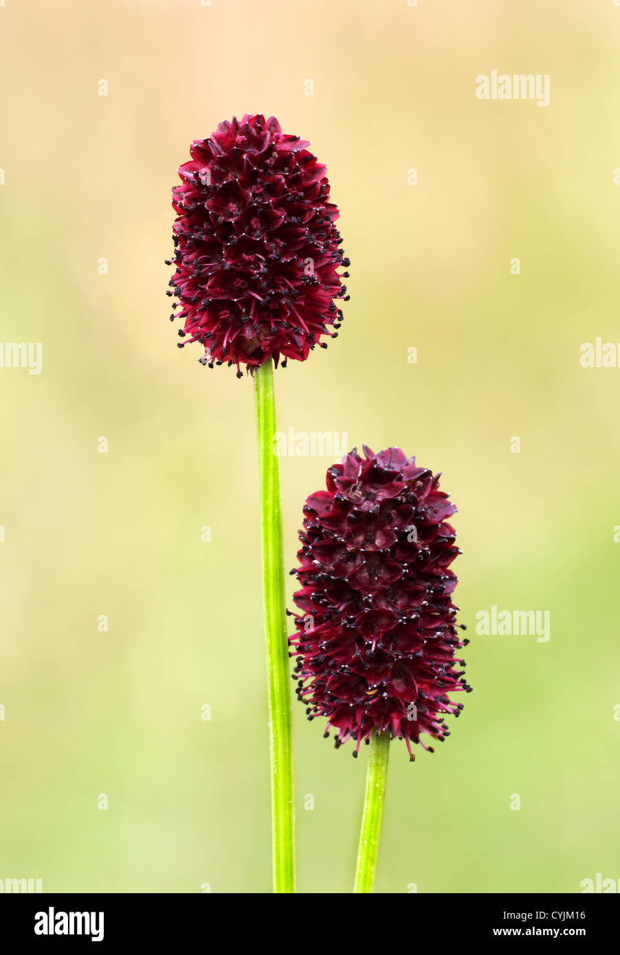 Great Burnet - Sanguisorba officinalis Stock Photo - Alamy