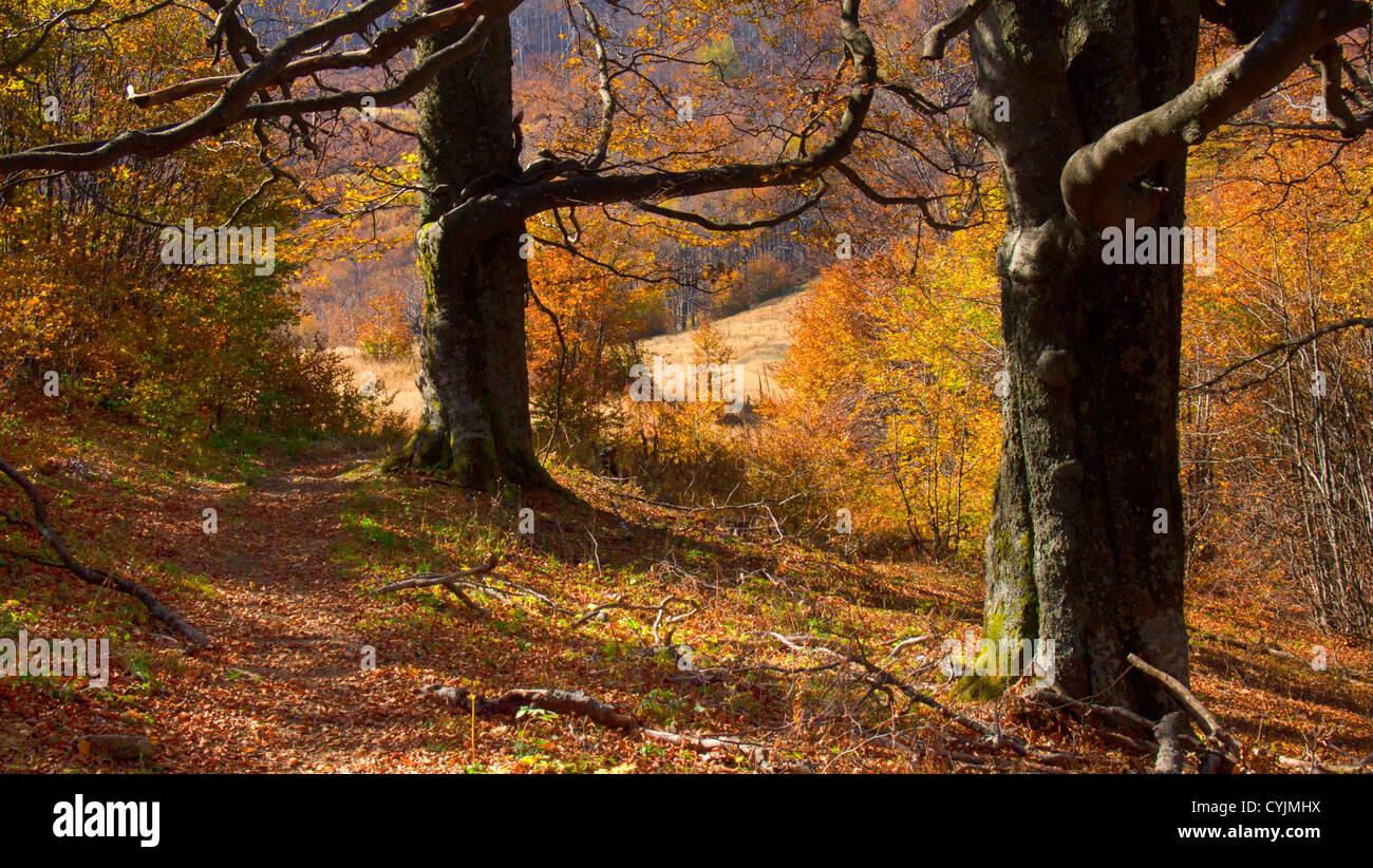 Bright autumn colours of the forest in Central Balkan National Park ...
