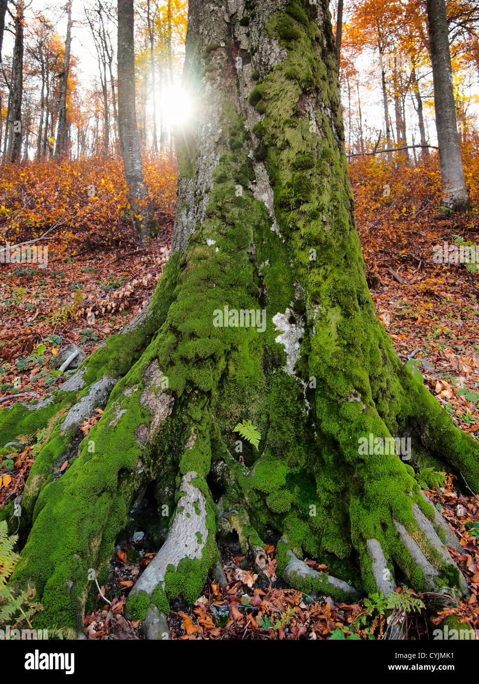 Old green mighty tree hi-res stock photography and images - Alamy