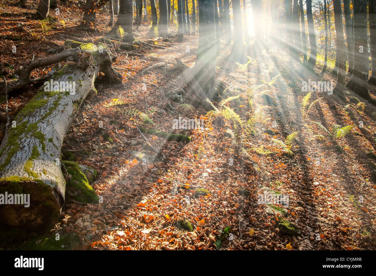 Celestial beams of light shining through the trees in an old natural ...