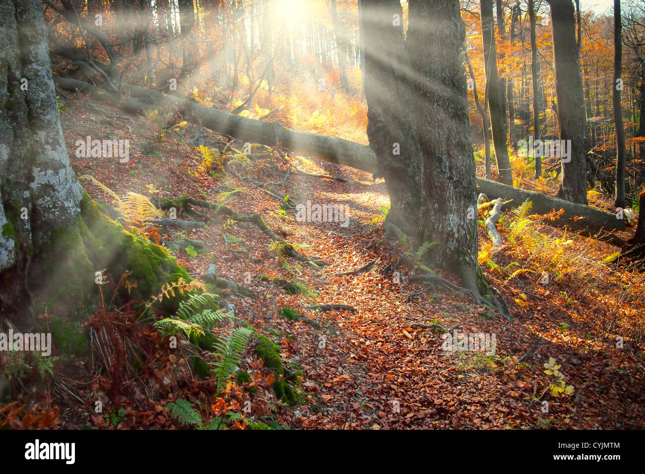 Celestial beams of light shining through the trees in an old natural ...