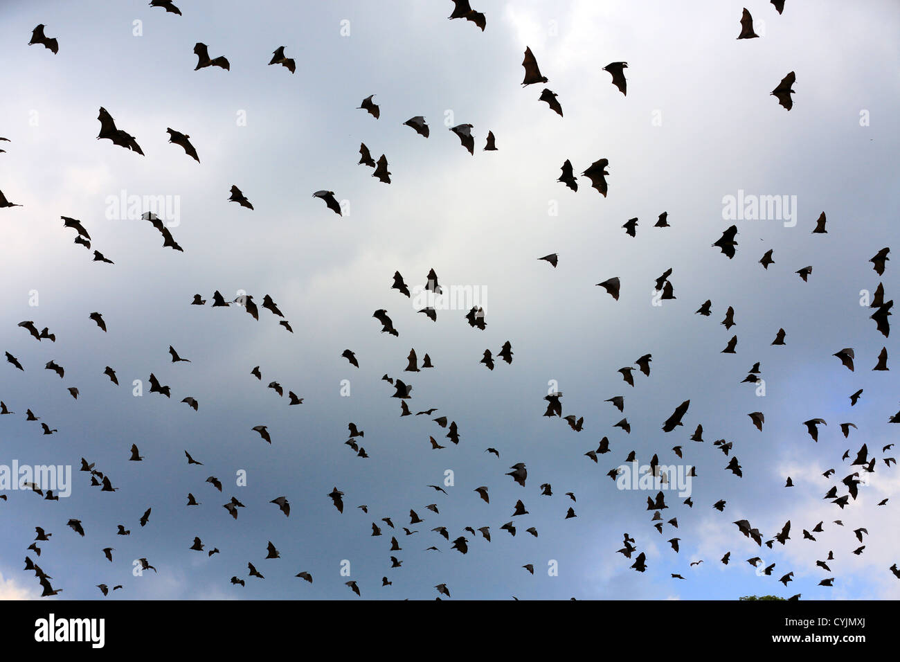 Large swarm of fruit bats or Flying Fox (pteropus giganteus) in ...