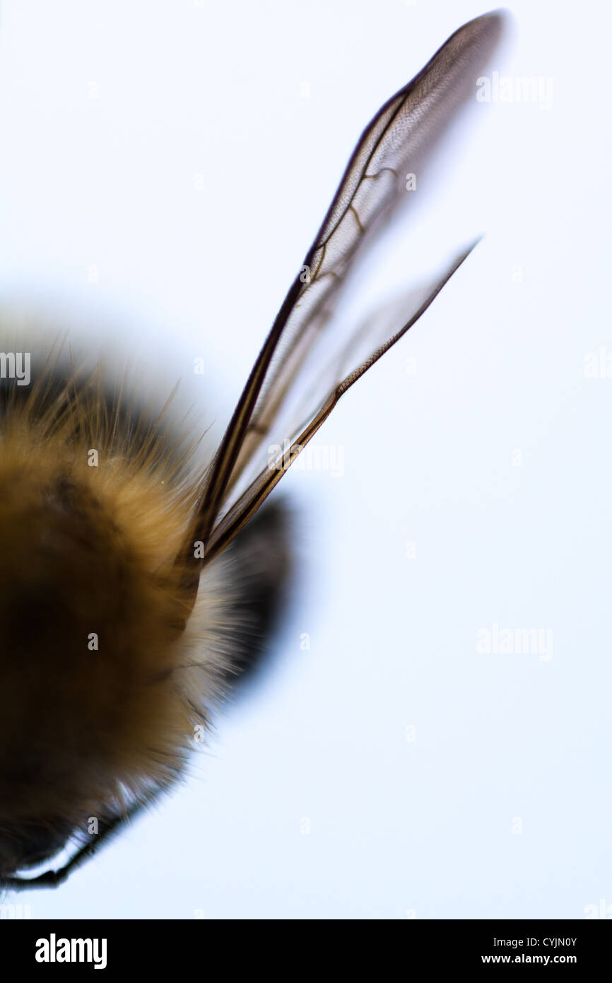 Half of bee Stock Photo - Alamy