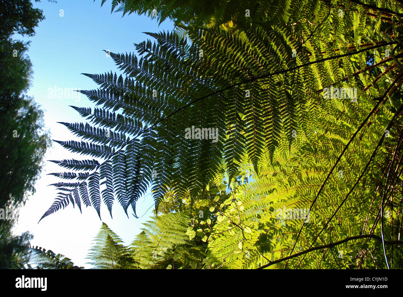 Silver fronds hi-res stock photography and images - Alamy