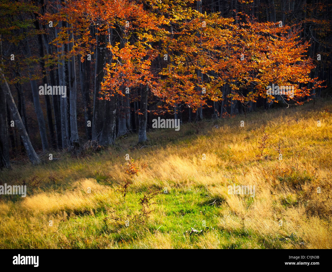 Beautiful golden autumnal colors of a tree and grass Stock Photo - Alamy