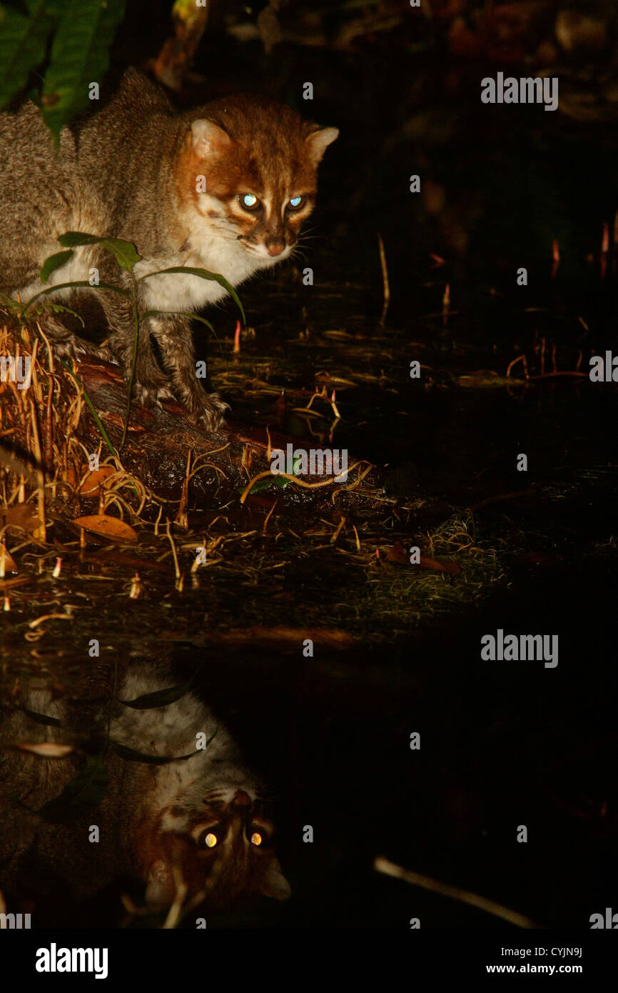 Planiceps hi-res stock photography and images - Alamy