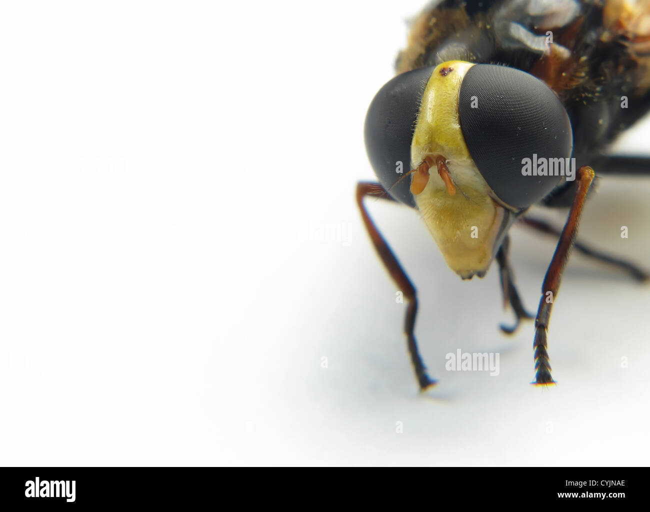 a Macro of the head of a wasp on a white background Stock Photo - Alamy