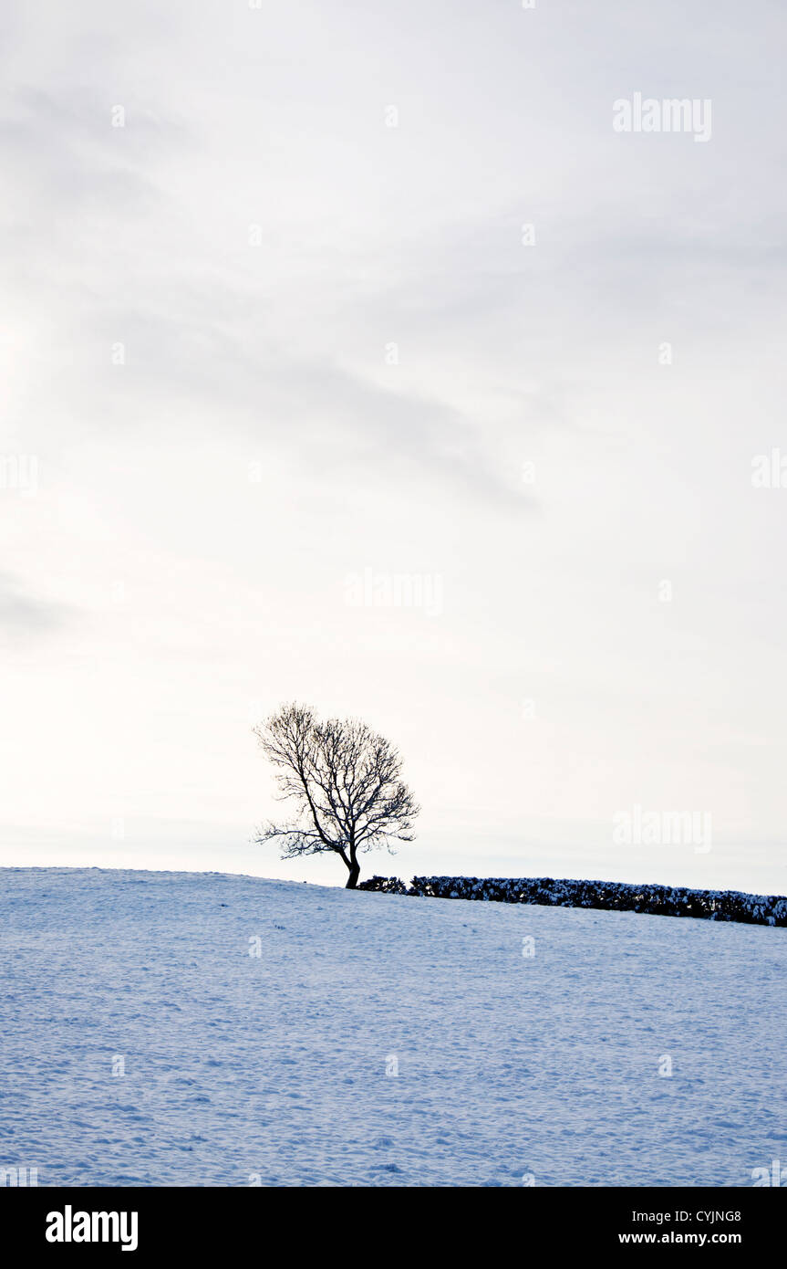 Lone tree in winter snow Stock Photo - Alamy
